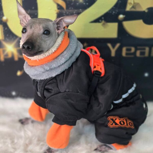 JDM Embroidered Badge Patch Iron on Sew on JDM Flag Modified Car Badge ...