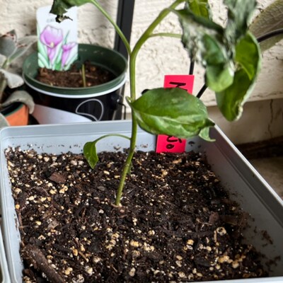 Dragon Cayenne Hot Pepper Seeds - Etsy