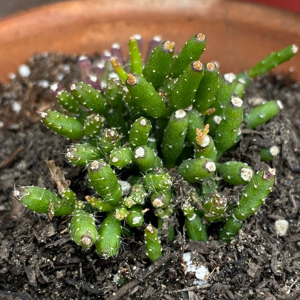 Dancing Bones Cactus | 2 Inch | Rhipsalis Salicornioides | Live ...