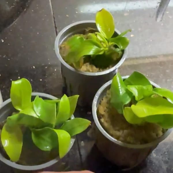 Mini Terrarium Plants (6 Plants) (2" Pots) Fairy Garden Plants Assorted ...