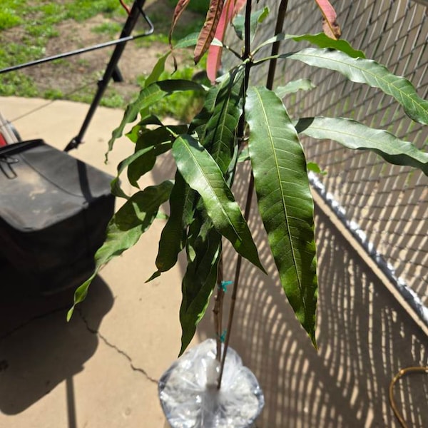 Fruit Cocktail Mango Tree - Grafted Tree - 1 to 2 Feet Tall -grafted ...