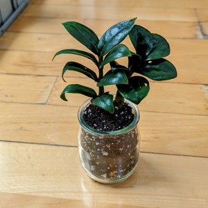 Ludochilus Sea Turtles Jewel Orchid - Etsy