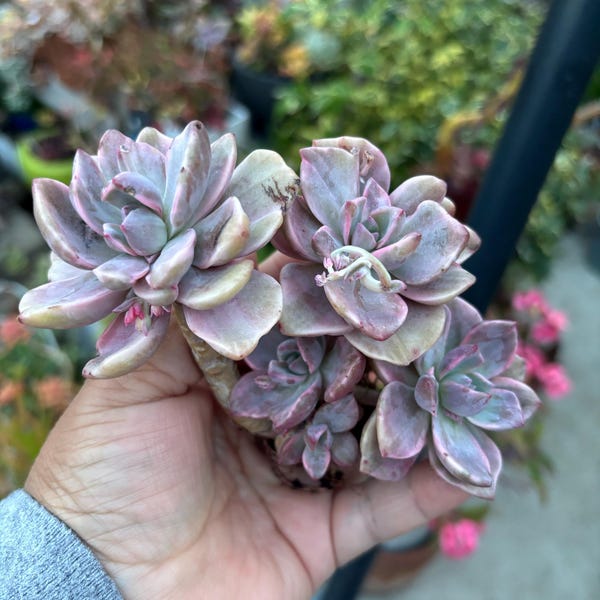 Live Succulents -rare Succulents -graptoveria Mrs Richards Variegata - Etsy