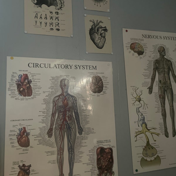 Human Anatomy Artworks Medical Wall Pictures Muscle Skeleton Vintage ...