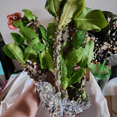 Senecio Barbertonicus, Lemon Bean Bush, Succulent Bush Senecio ROOTED ...