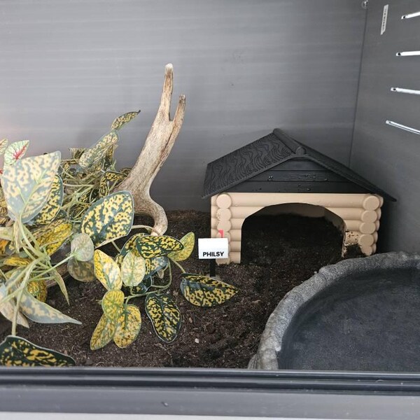 TORTOISE Log Cabin Reptile Hide, Whimsical Vivarium Accessory for Pet ...