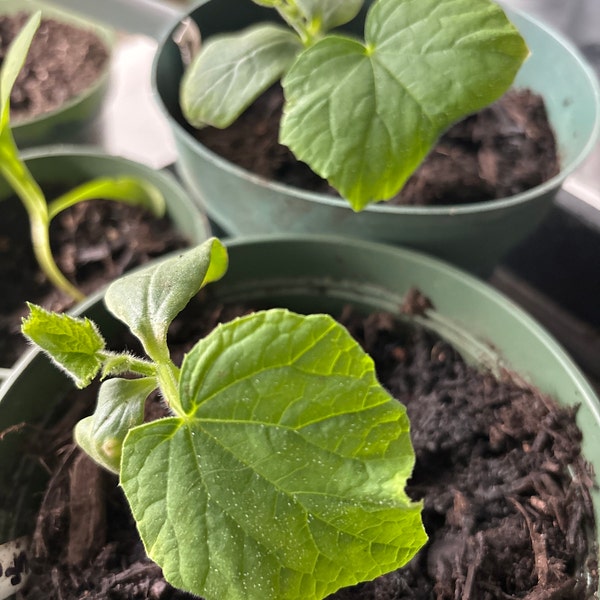 10 Calabash Gourd Seeds - Bottle Gourd - Asian - Squash - Grown ...