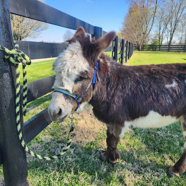 Miniature Cow Halter, Jersey, Highland, Dexter, Glitter, Diamonds ...