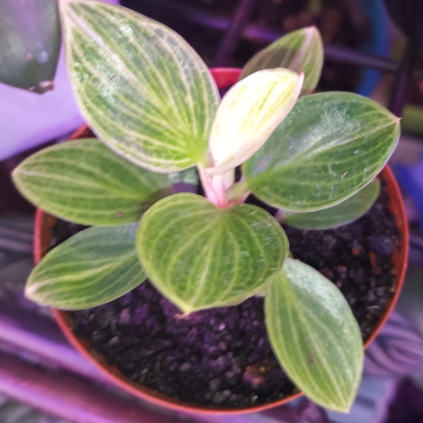 Philodendron Birkin Galaxy Starter Plant (ALL STARTER PLANTS Require ...