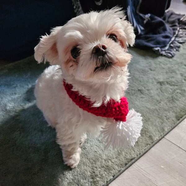 Christmas Dog Scarf With Pompom - Available in 4 Colour Schemes - Santa ...