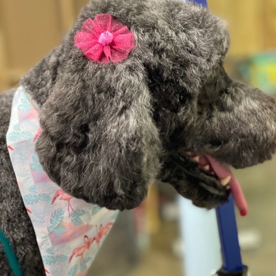 Plain DOG BOWS Tulle Dog Bows Grooming Dog Topknot Bows - Etsy