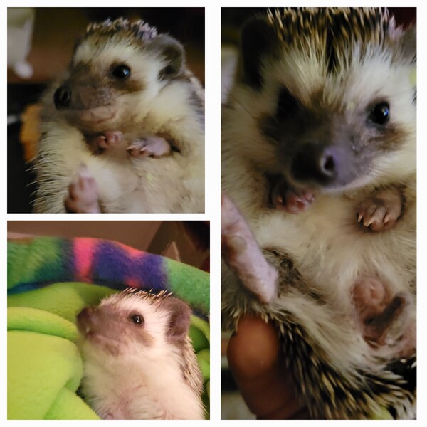 Insect Protein Powder Kibble Topper Hedgehog - Etsy