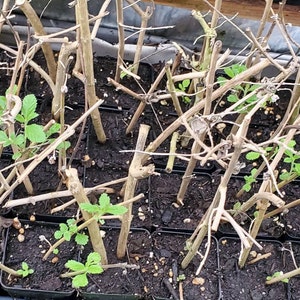 100 Fresh Organic Hand Picked Morninga Leaves, Moringa Oleifera Leaves ...