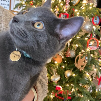 Handmade Custom Hand-stamped Dog/cat Tag the zeus Extra Small ...