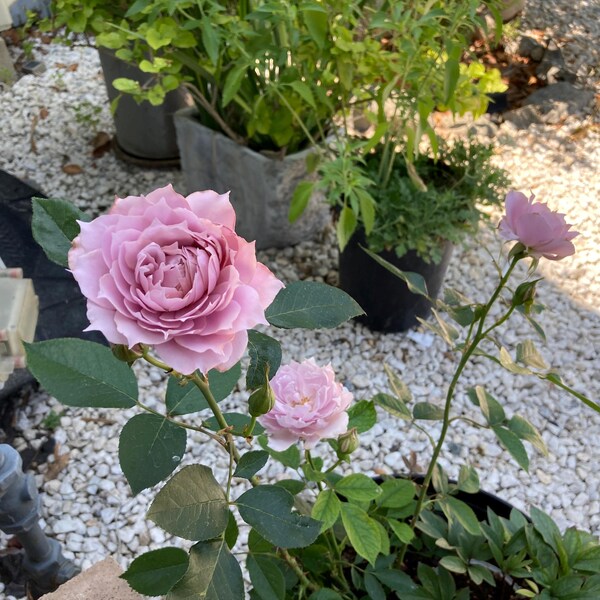 Rare Rose Juice Splash| 果汁飞溅 | Rainbow Flower 1 Gallon Live Plant - Etsy