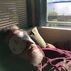 Teddy Bear Bear Eye Sleep Mask Animal Mask White Plush - Etsy
