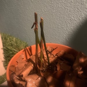 Sale Maui Hawaii Turmeric Olena 6pcs Either Grow It or Eat It : Organic ...
