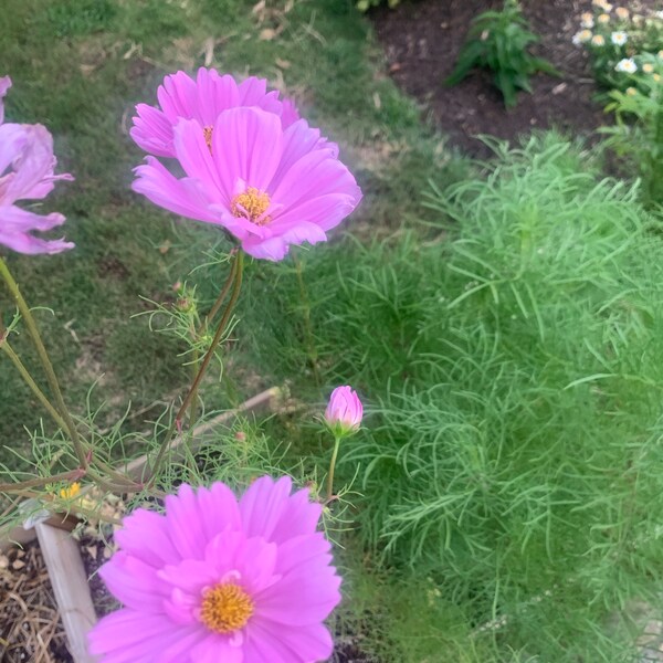 USA SELLER Double Click Bicolor Pink Cosmos 10 Seeds HEIRLOOM Cosmos ...