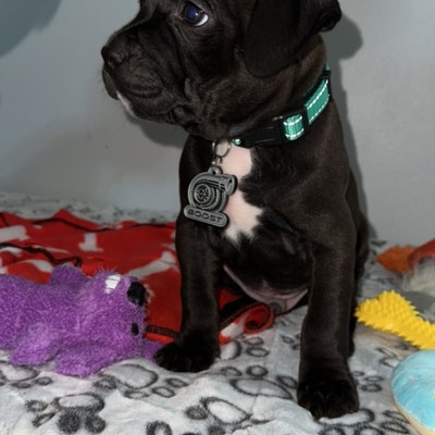 Personalized LED Dog Tag Light up Dog Tag Color Changing - Etsy