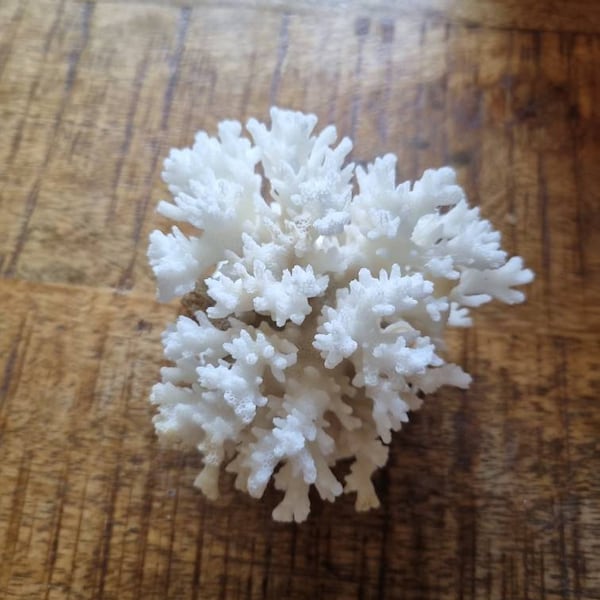 Coral, Real Coral,beautiful Natural White Coral,natural Coral Tree - Etsy