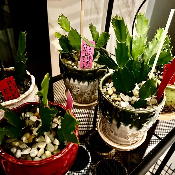 Athens Blue Princess Glory Bush Planttibouchina Urvilleanasmall Starter ...