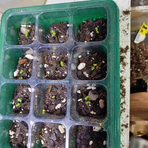 Madame Butterfly Mix Snapdragon 25 Seed Packet Cool Flower - Etsy