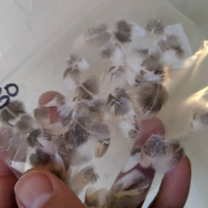 50 Bobwhite Quail Body Feathers 3/4 to 1 3/4 | Etsy