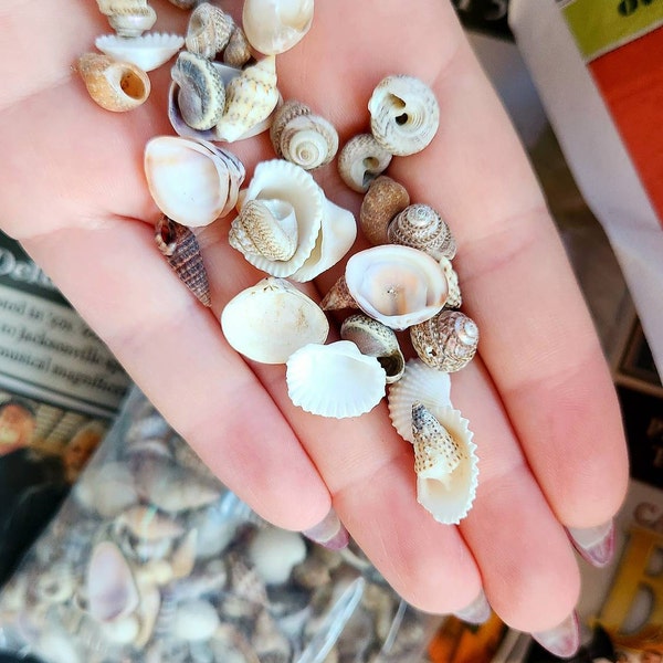 Bumble Bee Sea Shells-sea Shell Bulk-craft Shell-coastal Home Decor ...