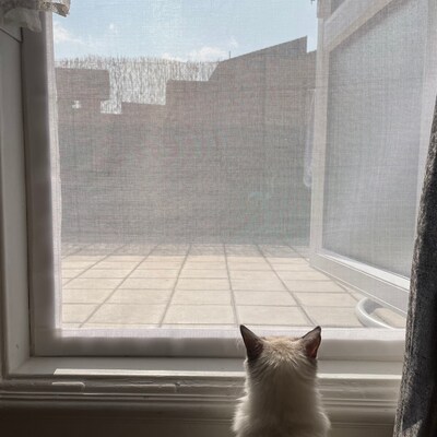 Small Custom Flat Cats Window Screens Mesh Window Protection for Cats ...