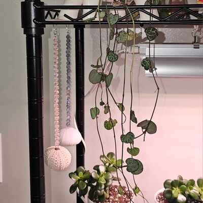 4 String of Frogs Ficus Quercifolia Pot Cute Frog Pattern Leaves ...