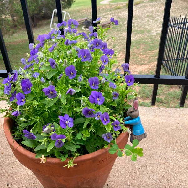 Peter Rabbit Pot Buddy Pot Hanger - Beatrix Potter - Gift Boxed Pot ...