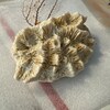 FLORIDA COMMON AUGER Cone Sea Shells 10-100pcs Wedding Craft Beach ...