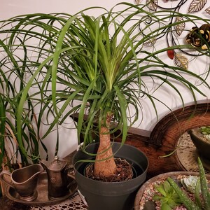 Pony Tail Palm Elephant Foot Single Stock Xtra Large 6 | Etsy