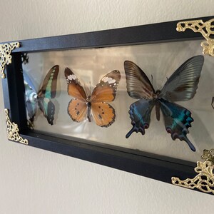 RANDOM Butterfly in a 3D Floating Frame Displaying Full Wing Beauty ...