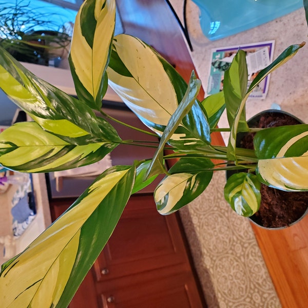 Calathea Pilosa - Live Tropical Indoor Houseplant – Low Maintenance ...