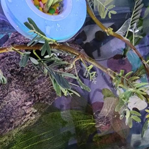 Sensitive Plant! (neptunia Aquatica)-easy Live Aquarium Pond Aquatic ...