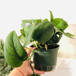 Scindapsus Jade Satin Rare Scindapsus Velvet Pothos Live - Etsy