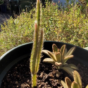 ROOTED LARGE Aloe Brevifolia Alligator Crocodile Plant | Etsy