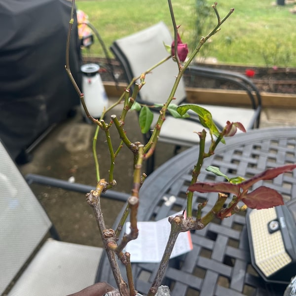 Rose【scheherazade| シェエラザード】-1.5 Gal Ownroot | Rare Rose| Strong ...