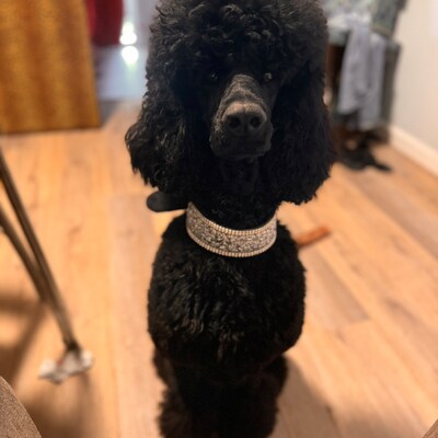 Pearls, Hearts & Real Rhinestone Collar, Luxury Thick Designer Girl Dog ...