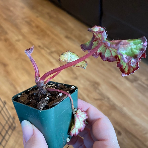 Jurassic Rex Begonia Watermelon Starter Plant ALL STARTER PLANTS ...