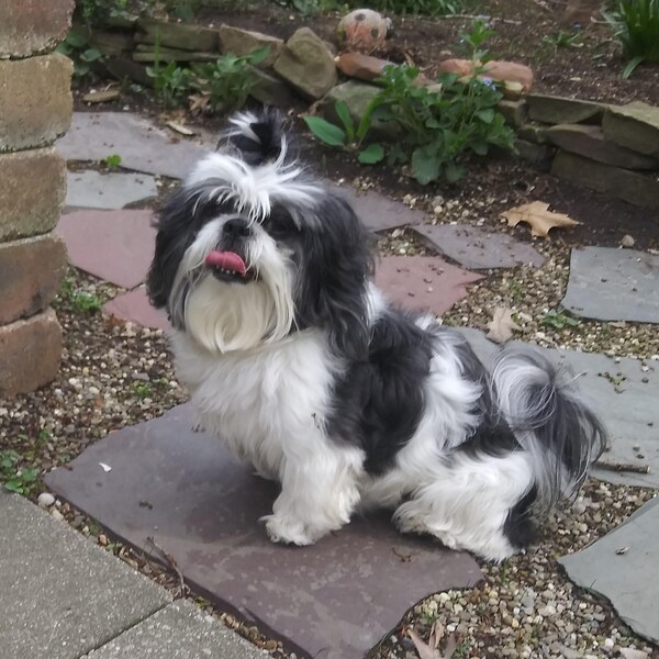 Vintage Milk Can With Attached Lid Marked "dixie Dairy Gary Ind ...
