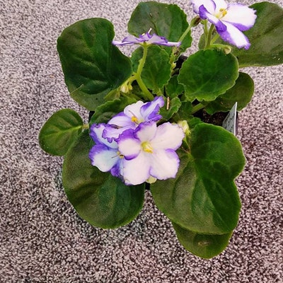 Vat Star Race African Violet Live Plant, Young Starter in a 4 Pot ...