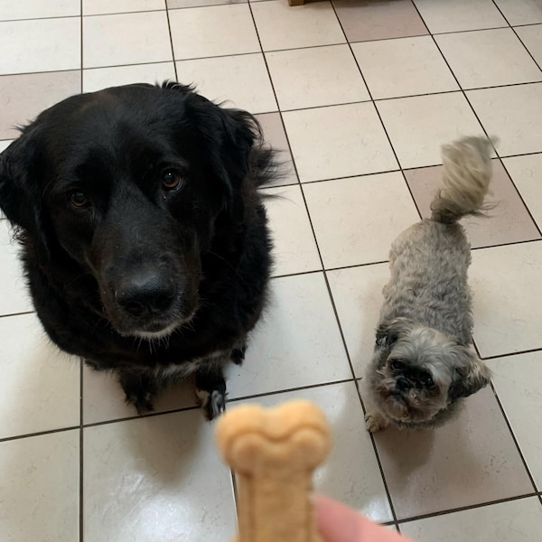 Organic Gourmet Bacon Cheddar Dog Biscuits, Handmade Dog Treats ...