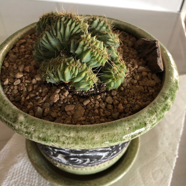 Blue Candle Crested Cactus | 4 Inch | Blue Myrtle Crested Cactus ...