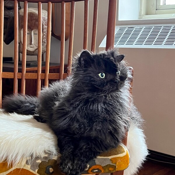 Custom Cat Toy Bundle - Etsy