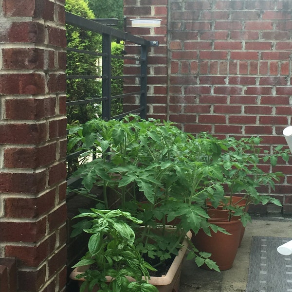 Roma Tomato Seeds - Organic, Heirloom, Open Pollinated, Non GMO - Grow ...