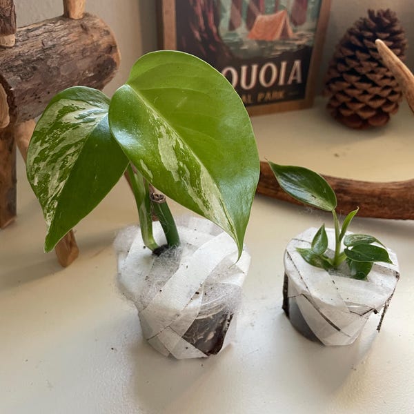 Epipremnum Aureum Teruno Robin - Rare Japanese Pothos - Terunoworld ...