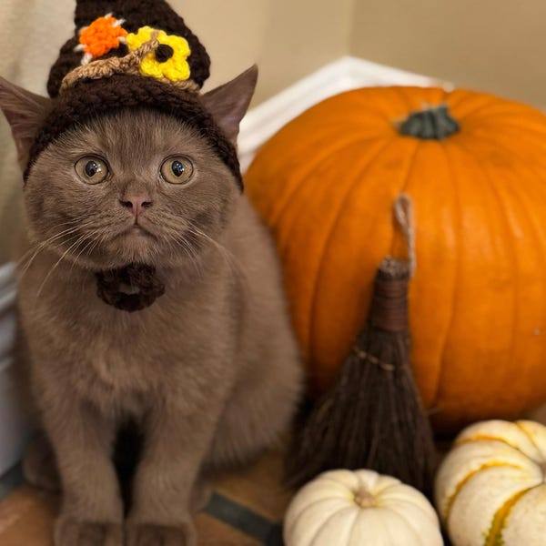 Wizard Cat Hat, Brown or Gray Wizard Hat for Cats With Ear Holes ...