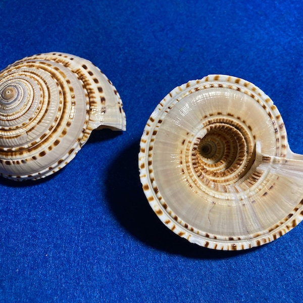 Pearled Trochus Niloticus Top Shell. for Collectors, Gift, Wedding ...